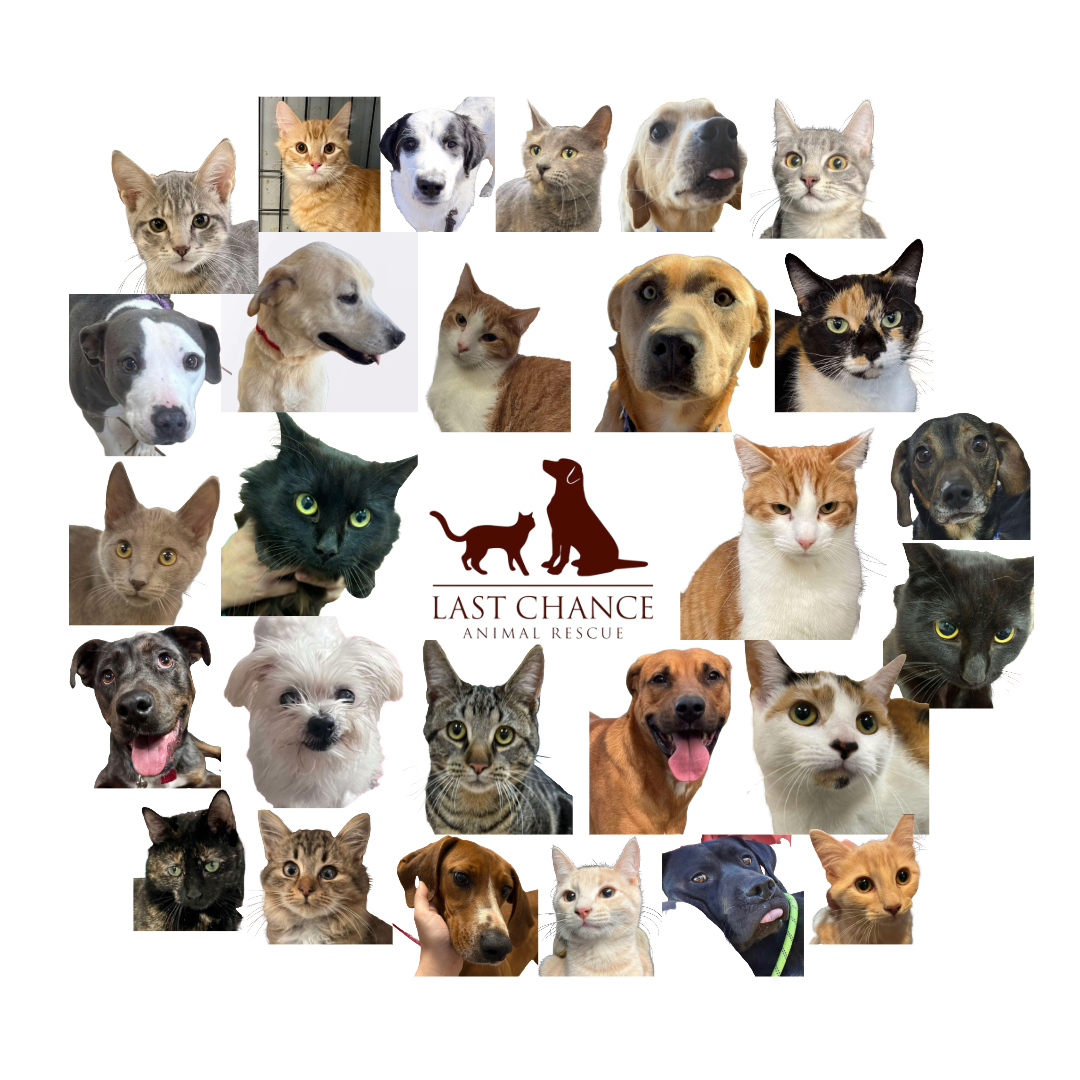 Last Chance Animal Rescue Year End Transport | LAST CHANCE ANIMAL RESCUE