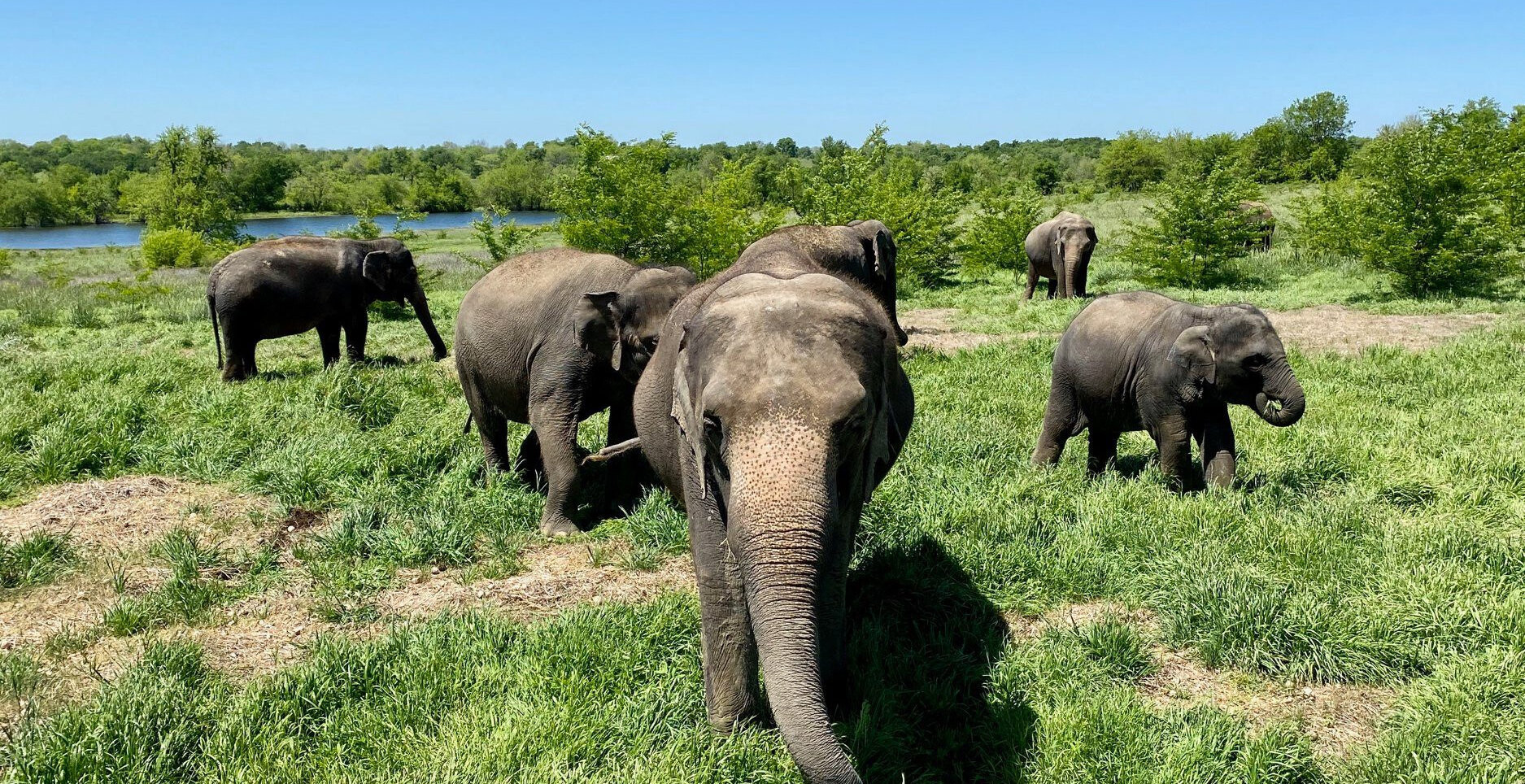 Supporting Endangered Asian Elephants in the U.S.