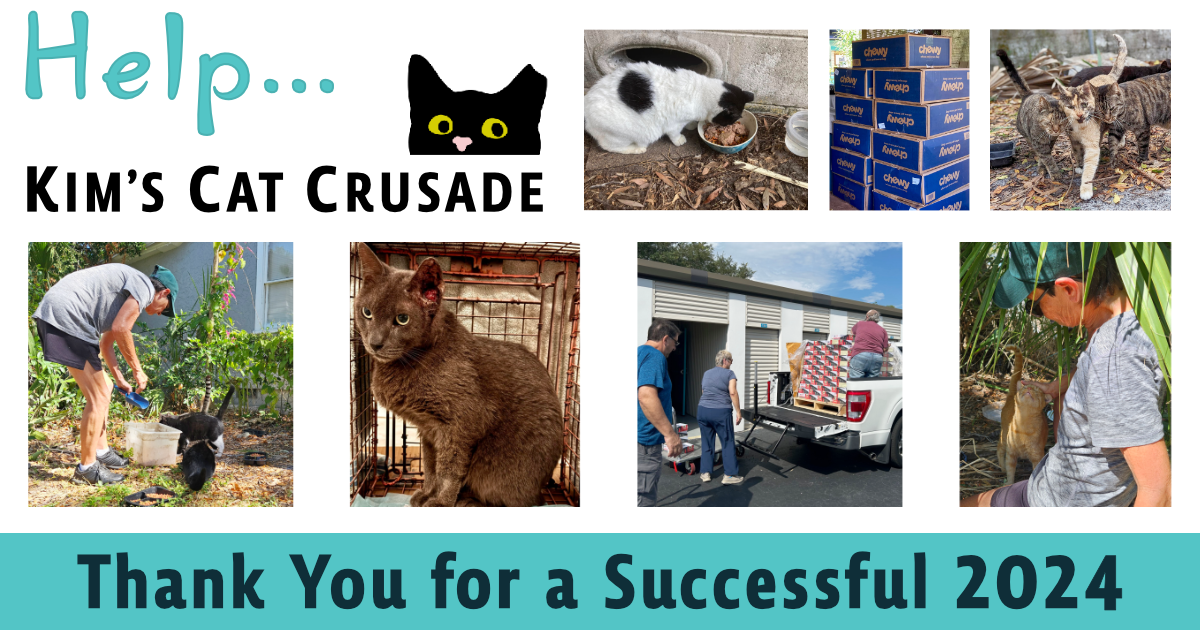 End-of-Year Support for Community Cats | Kim's Cat Crusade