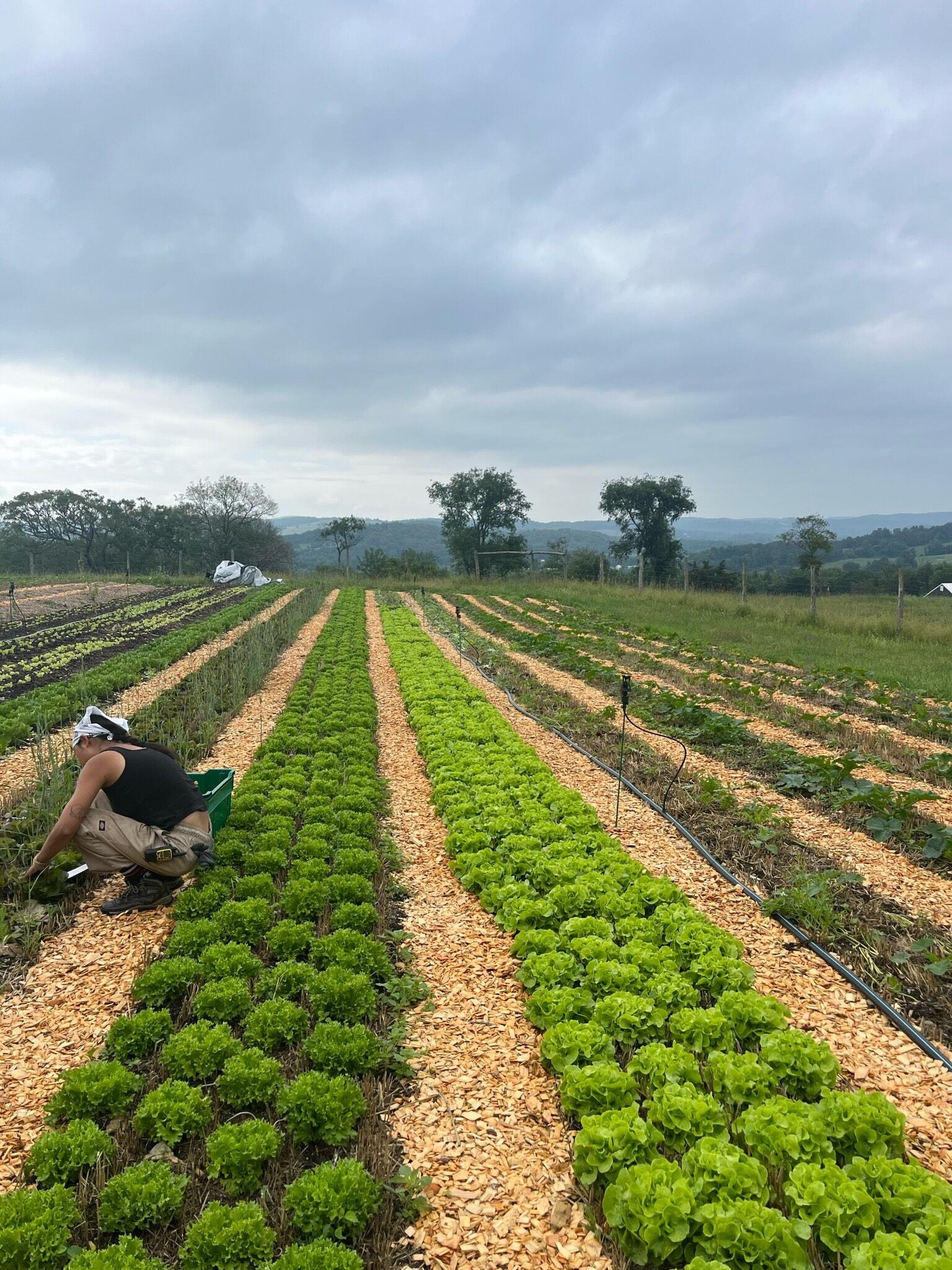 Skyhigh Farm Tour | Slow Food Hudson Valley