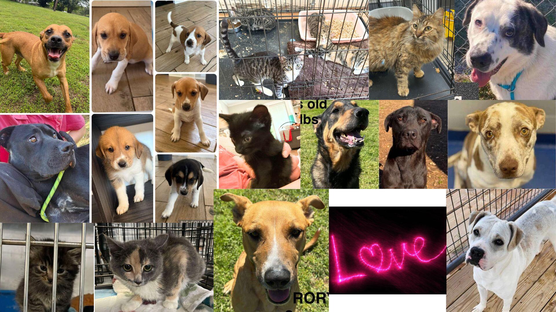 Last Chance Animal Rescue May 16 Transport | LAST CHANCE ANIMAL RESCUE