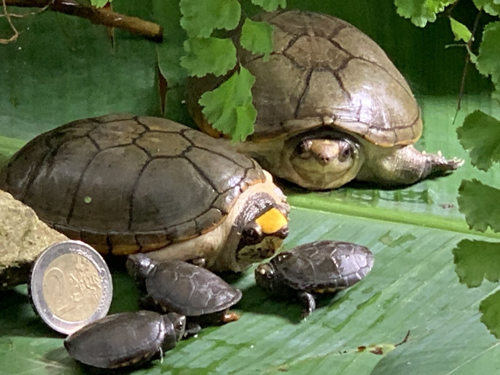 Save the World’s Tiniest Turtle: Support Turtle Island’s Vallarta Mud Turtle (Kinosternon vogti ...