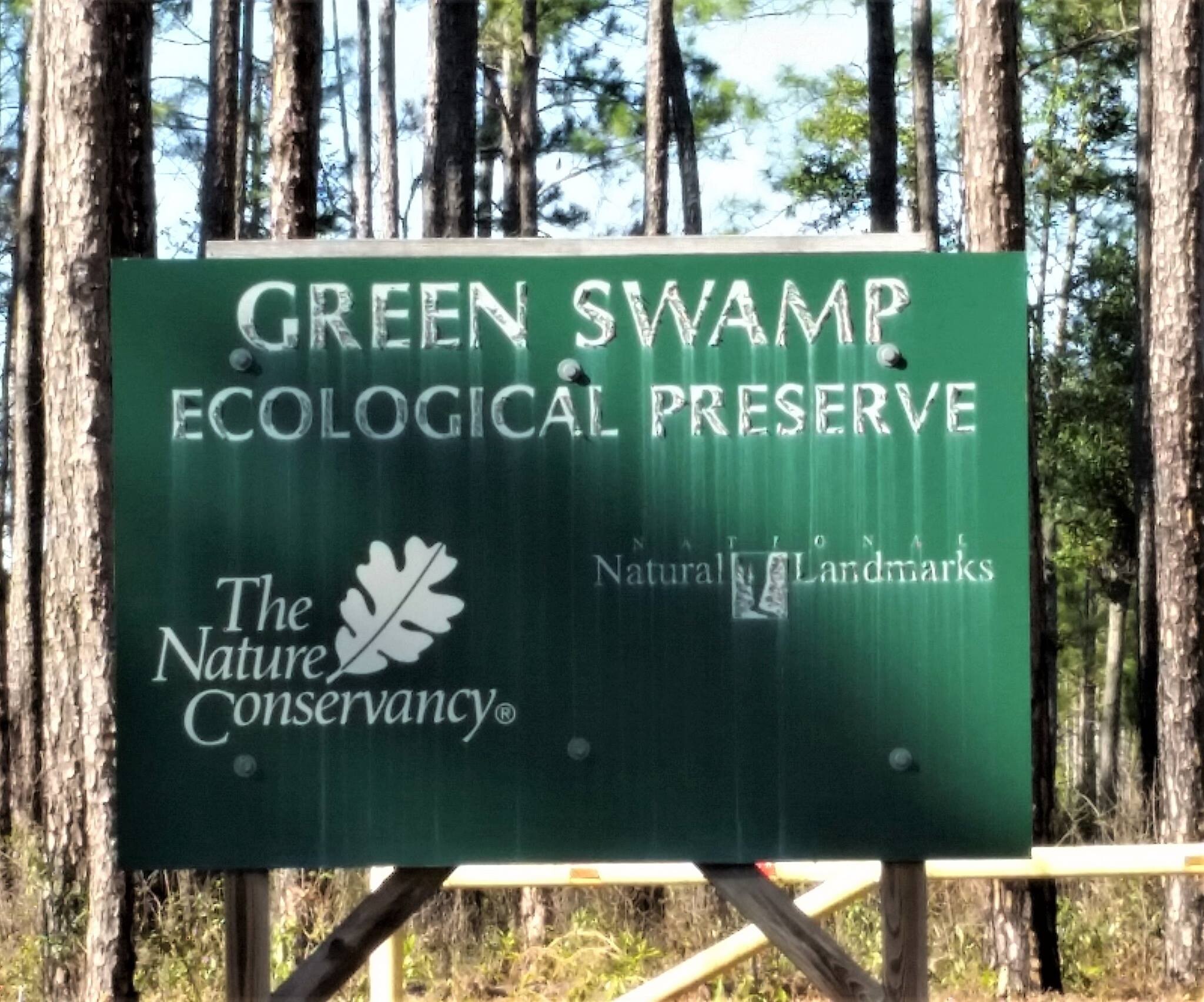 Green Swamp Preserve tour with Roger Shew