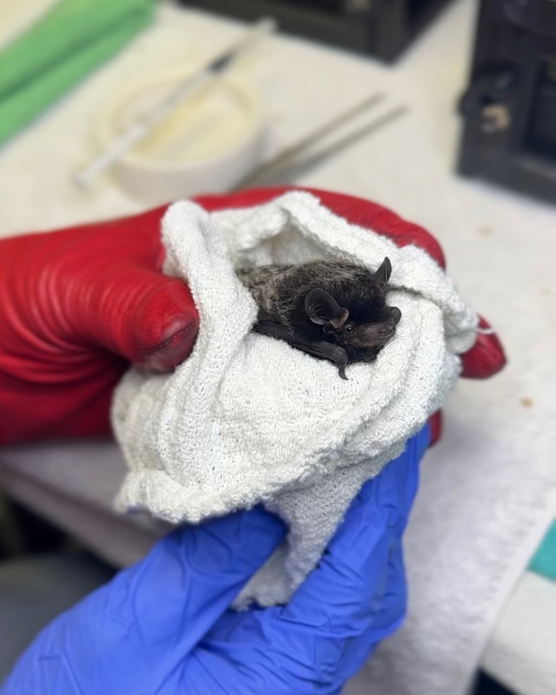 Bat Flight Cage Fundraiser