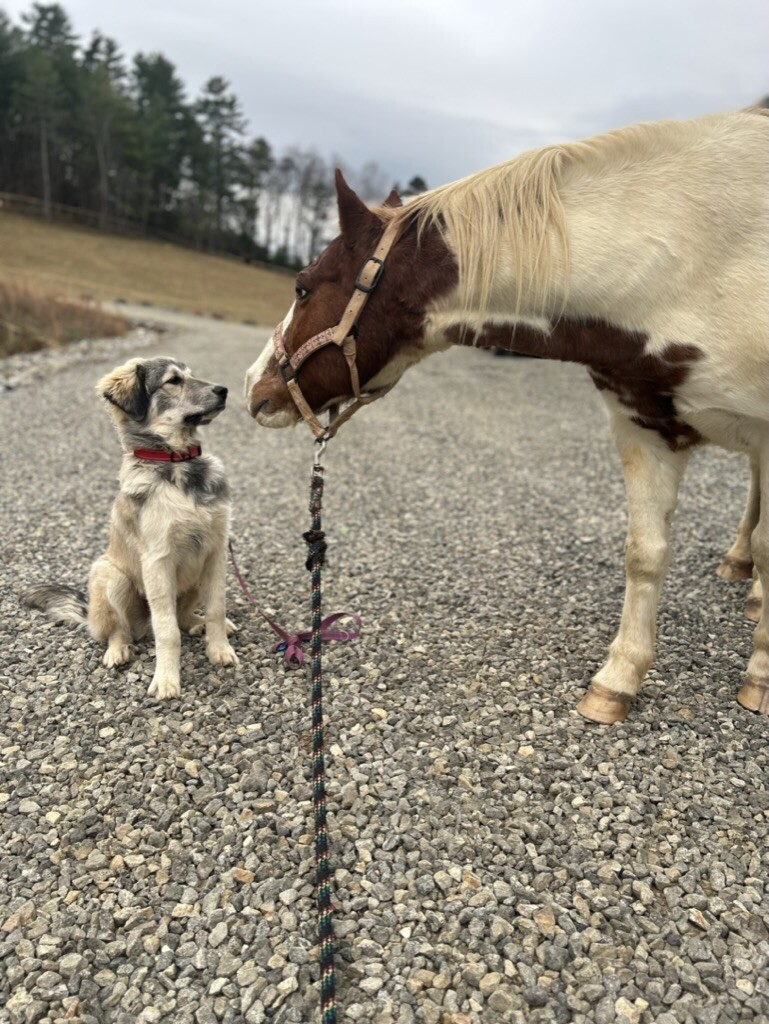Barn Buddy Program - Sponsor an Animal Friend