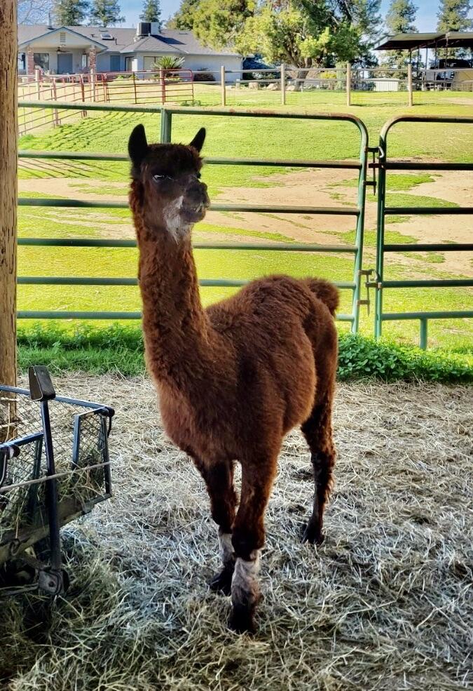 Save Senior Alpacas: A Home for Hope!
