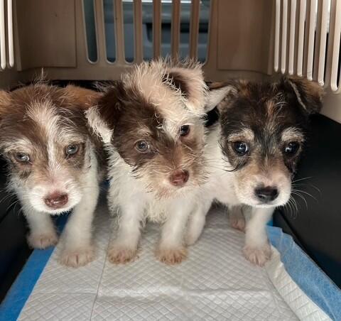 Joe Baraban's 80th Birthday! | Special Pals