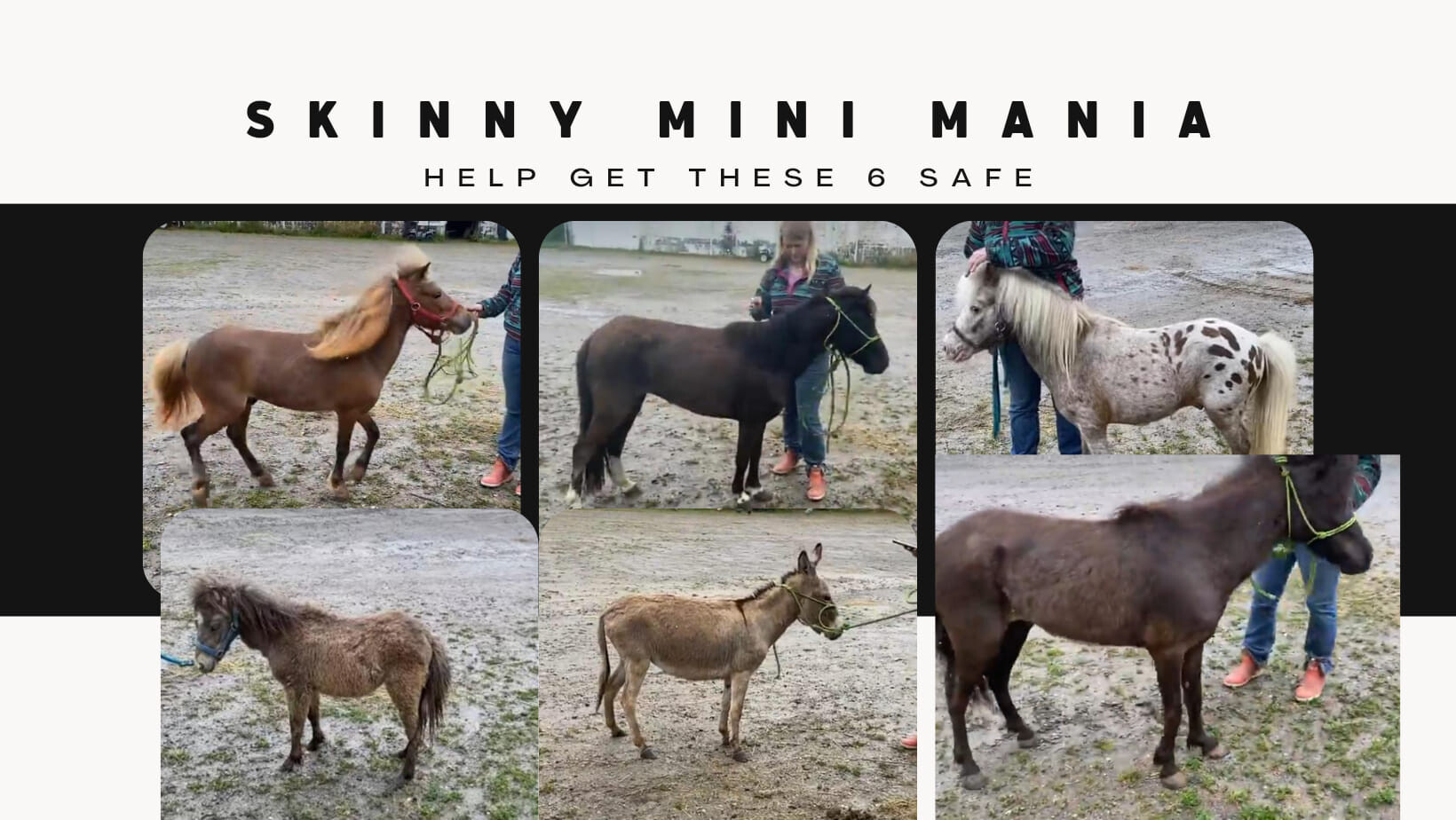 Skinny Mini Mania Fundraiser | Stateline All Animal Rescue
