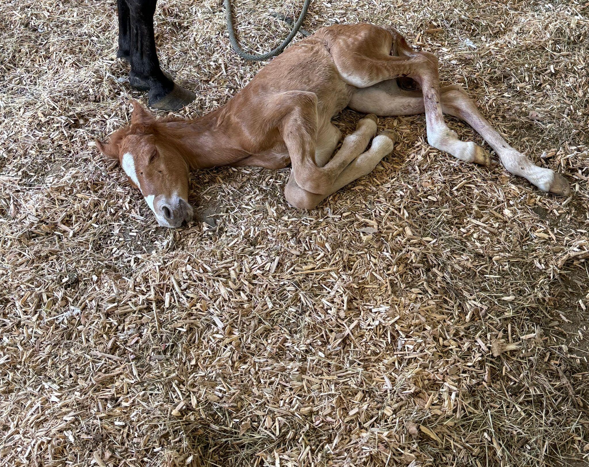 Rescued Foal Baby Rio Born at CTA – Help Support His Journey"
