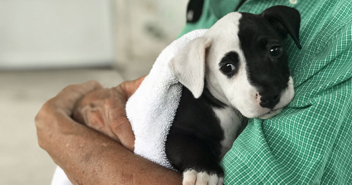 Give Now to Help Animals in Need