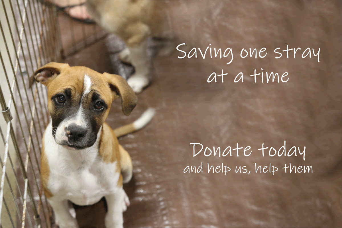 Driven to Make a Difference! | Caring Hearts 4 Paws