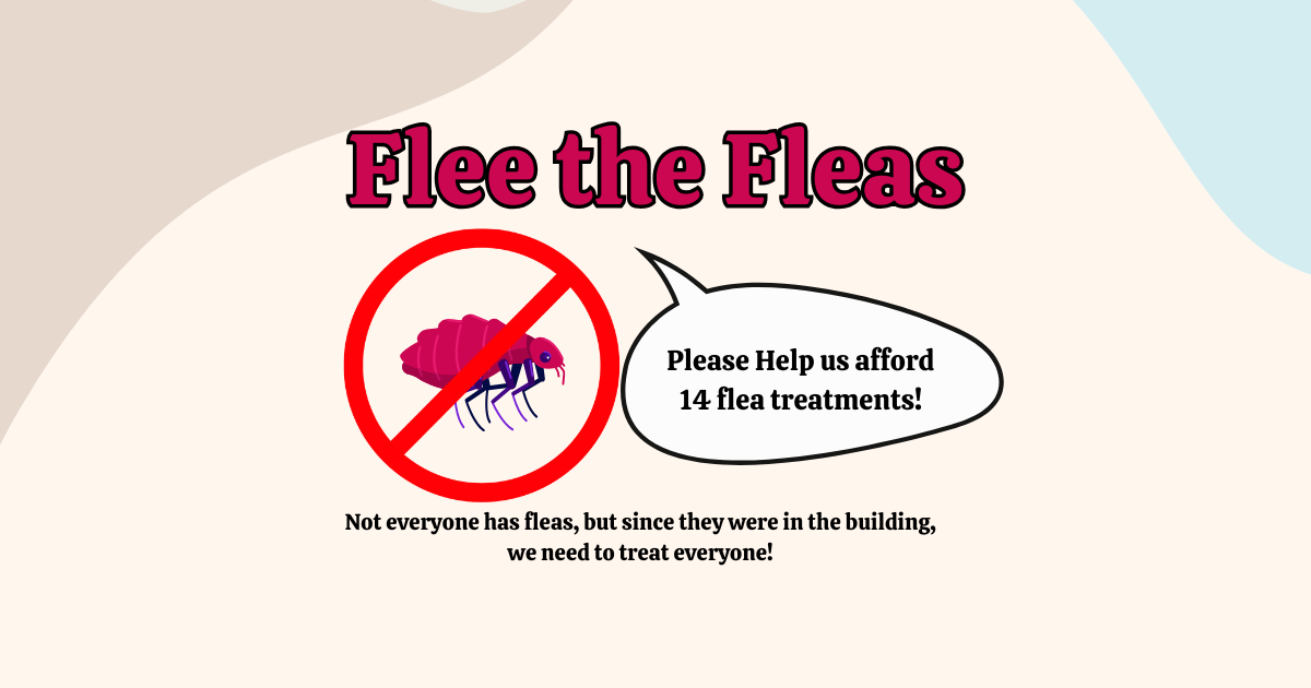 Flee the Fleas Fundraiser | PET ANGEL ADOPTION & RESCUE