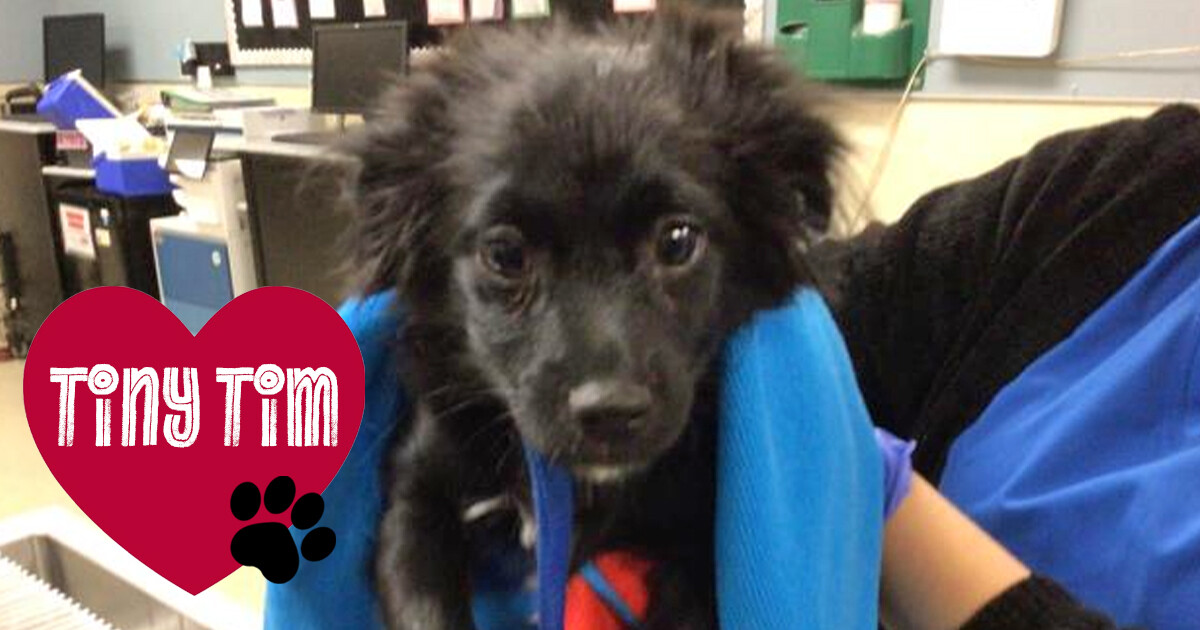 Donations for Tiny Tim (aka Coal 🦴A1831332)