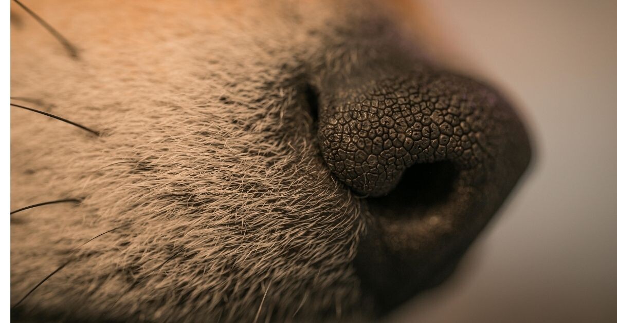 Sentinel Detection K9, Inc. – Giving Hub