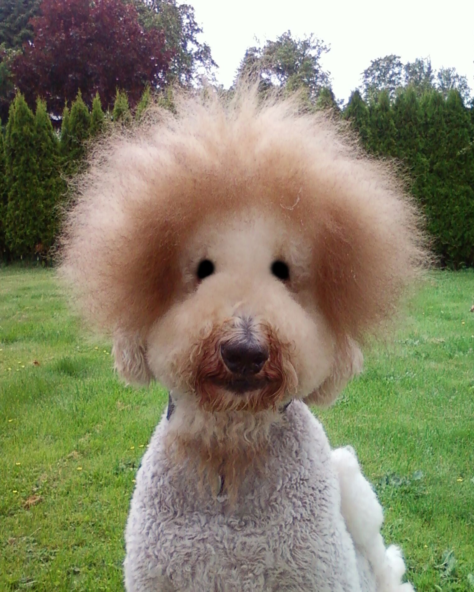 Fabulous Hair Raiser! | Culpeper County Humane Society Inc