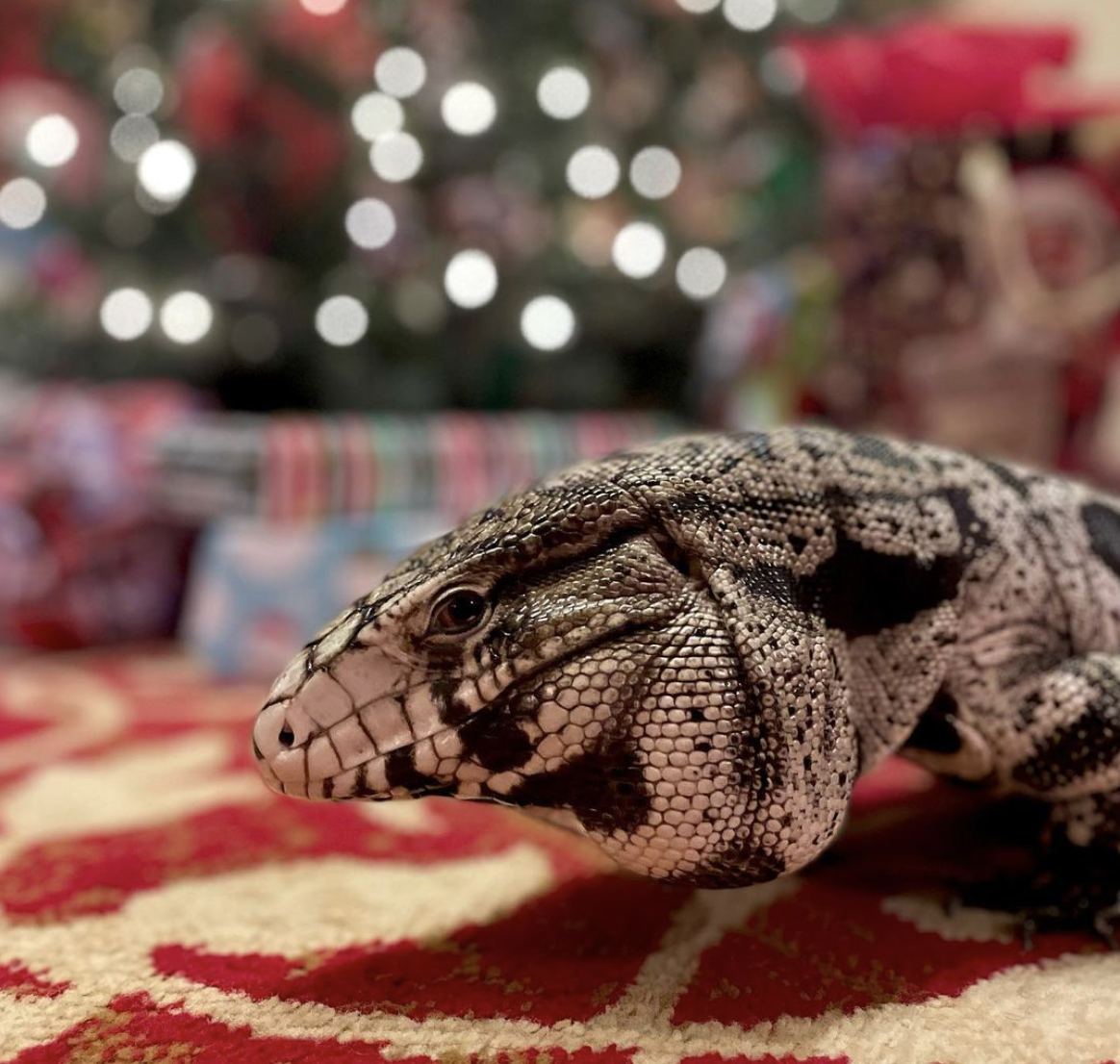 2024 Holiday For The Animals Fundraiser | Lokai Rose Foundation
