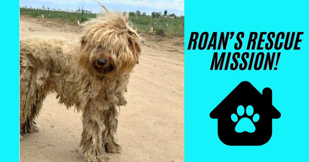 Meet Roan: A Warrior!💙