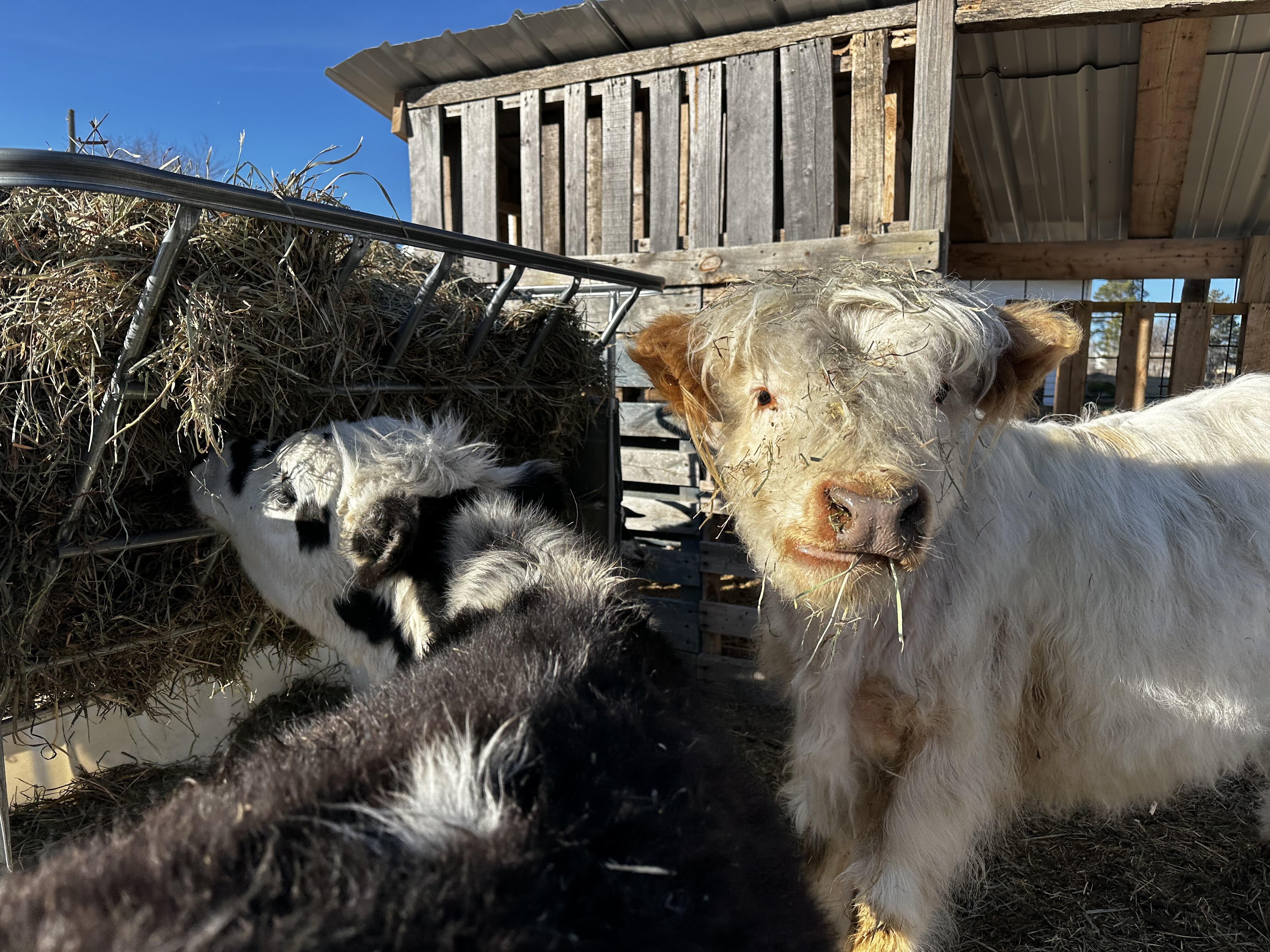 Animal Snuggles Self-Guided | Weeshire Mains Inc