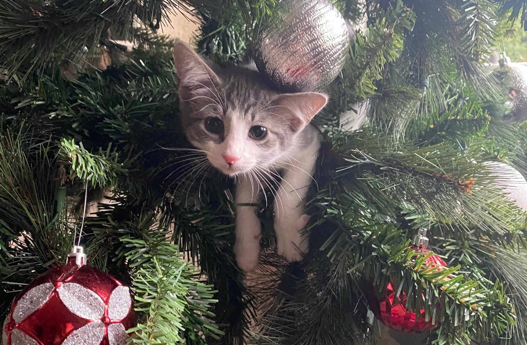 Make your year-end gift to Viva Los Gatos Cat Rescue! | Viva Los Gatos ...