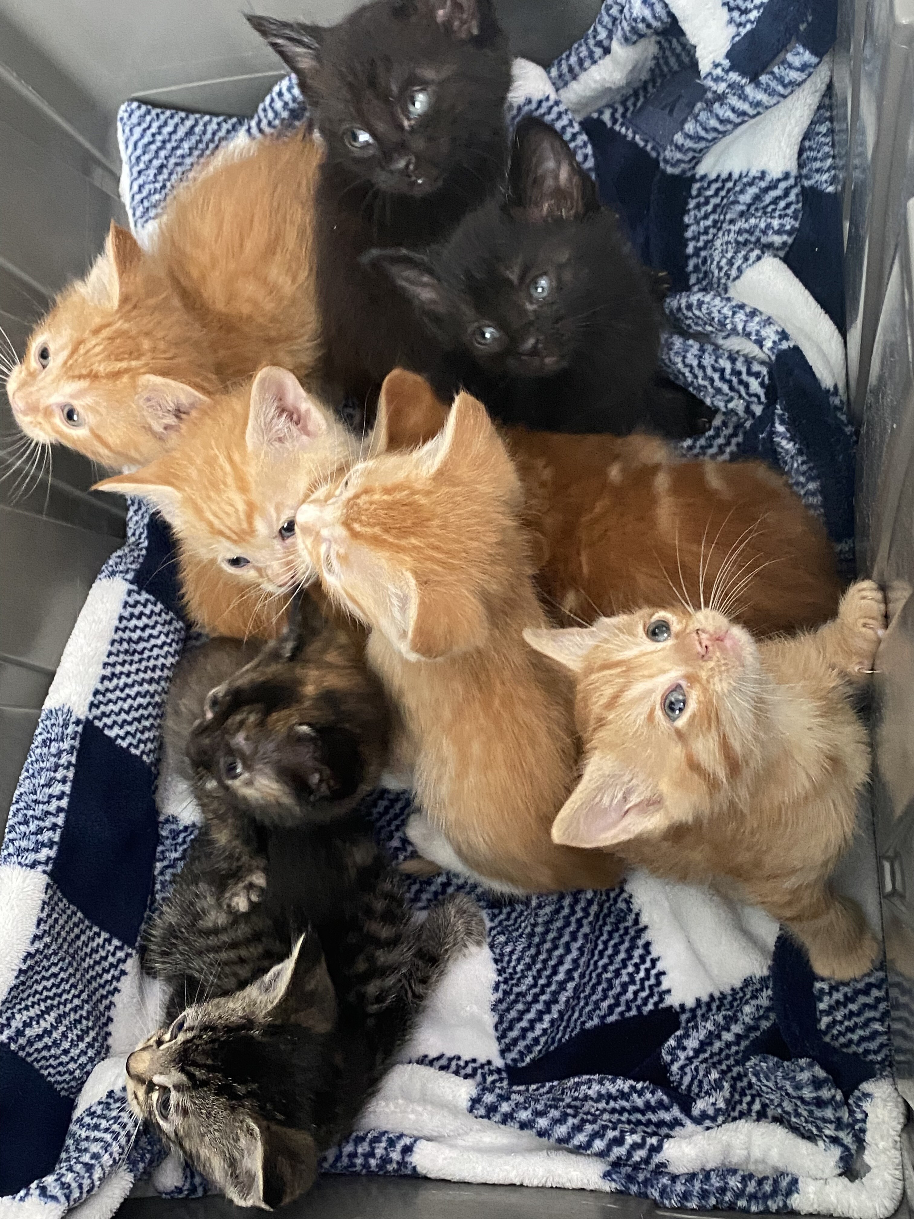 Kitten Season | Rescue Alliance
