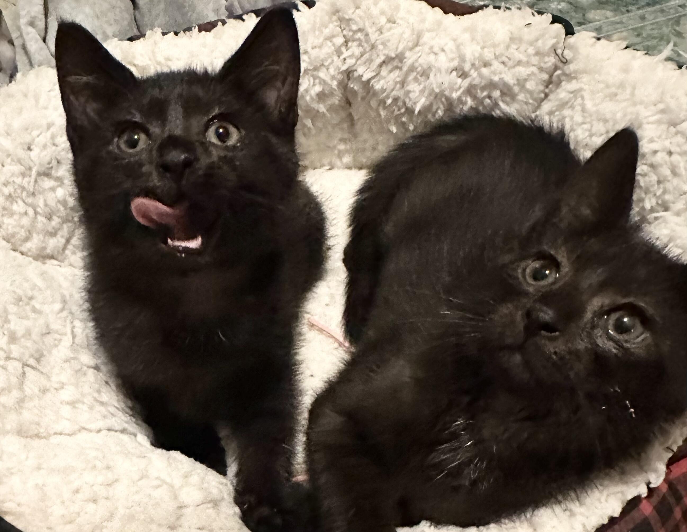 🐾 Wednesday & Pugsley: Two Tiny Fighters in Need of Your Help 🐾 ...