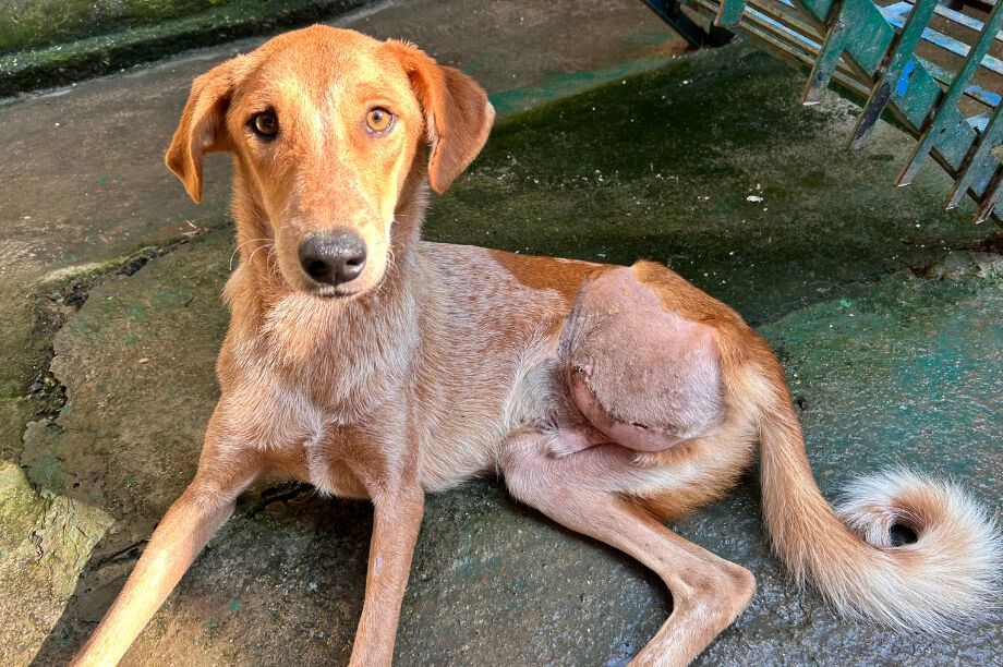 From the streets to safety, be a homeless dog's lifeline | Dharamsala ...