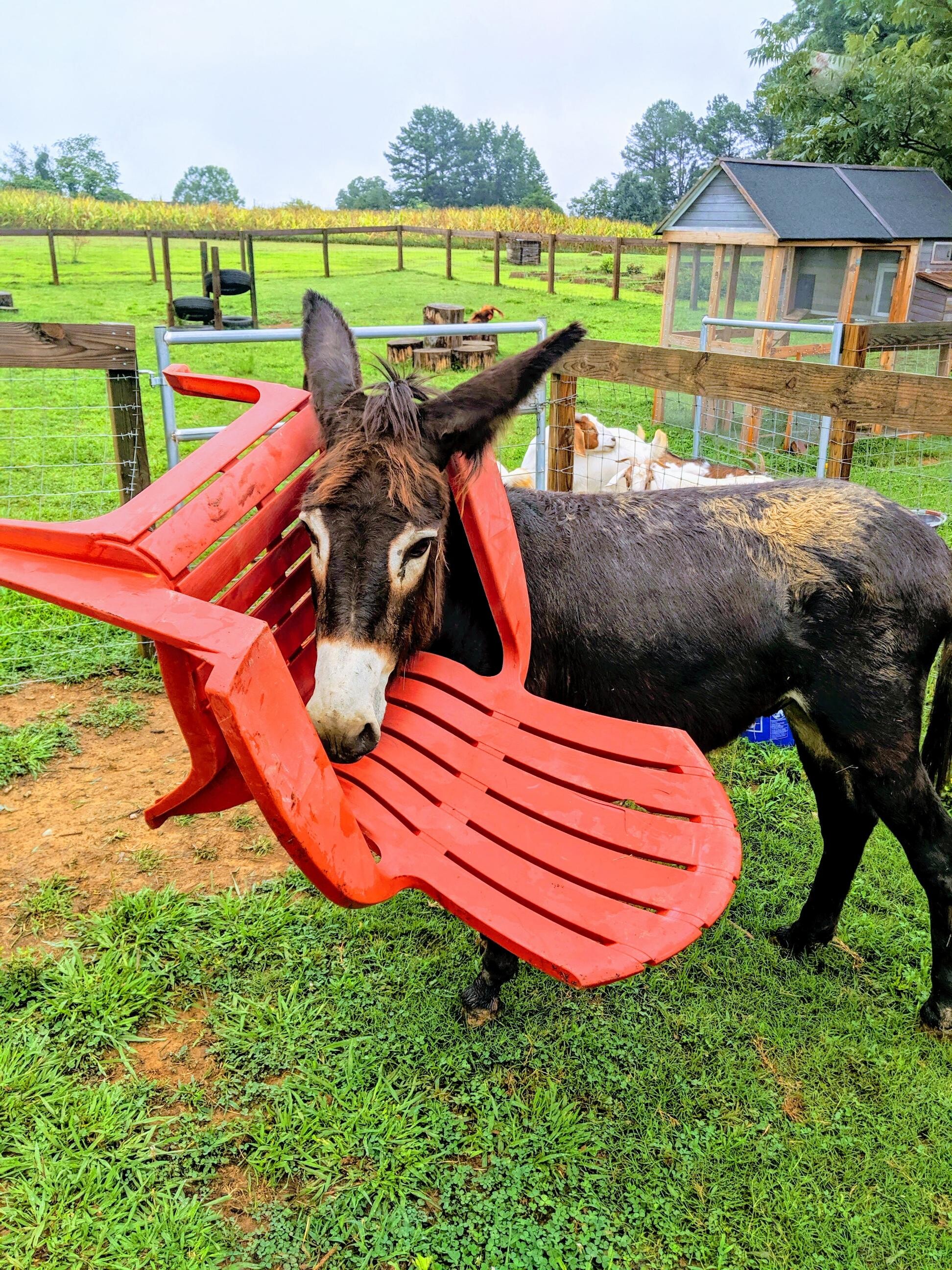 Sponsor the Naughty Donkey