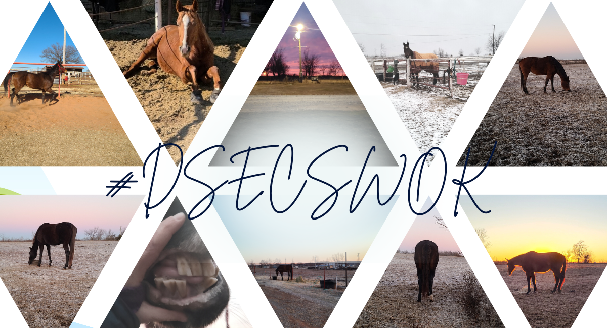 Dragon Stables - 2022