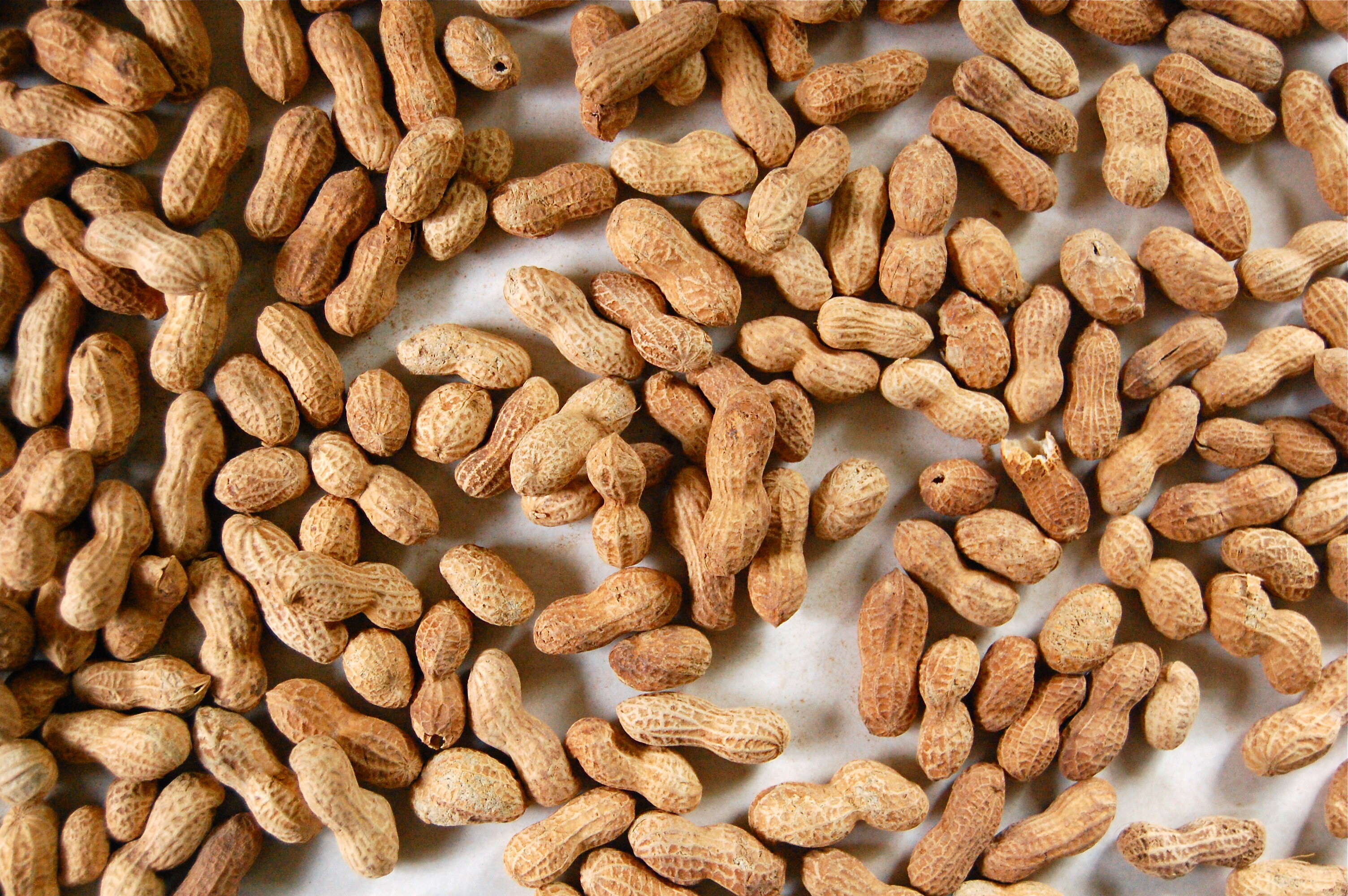 Peanut Festival | Kiwanis International Inc