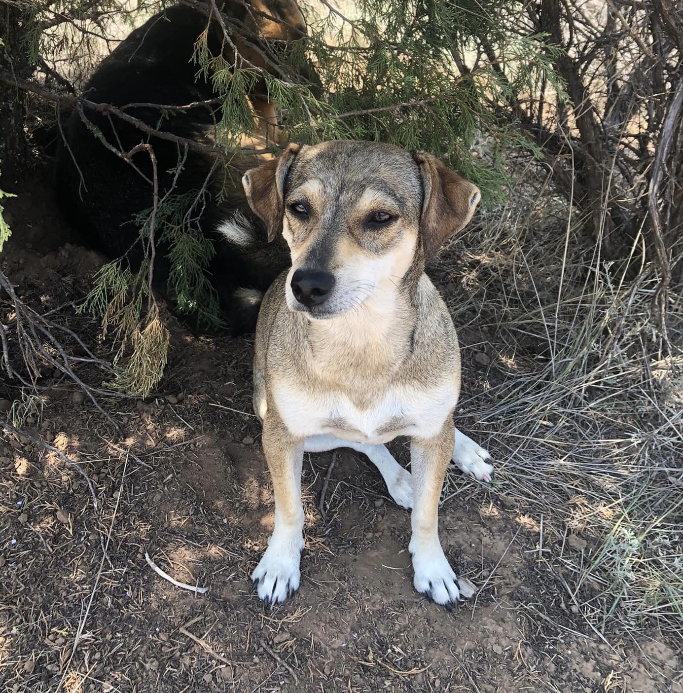 Help Cover Vet Bill for Our "Rowdy" Pup Bitten by a Rattlesnake!