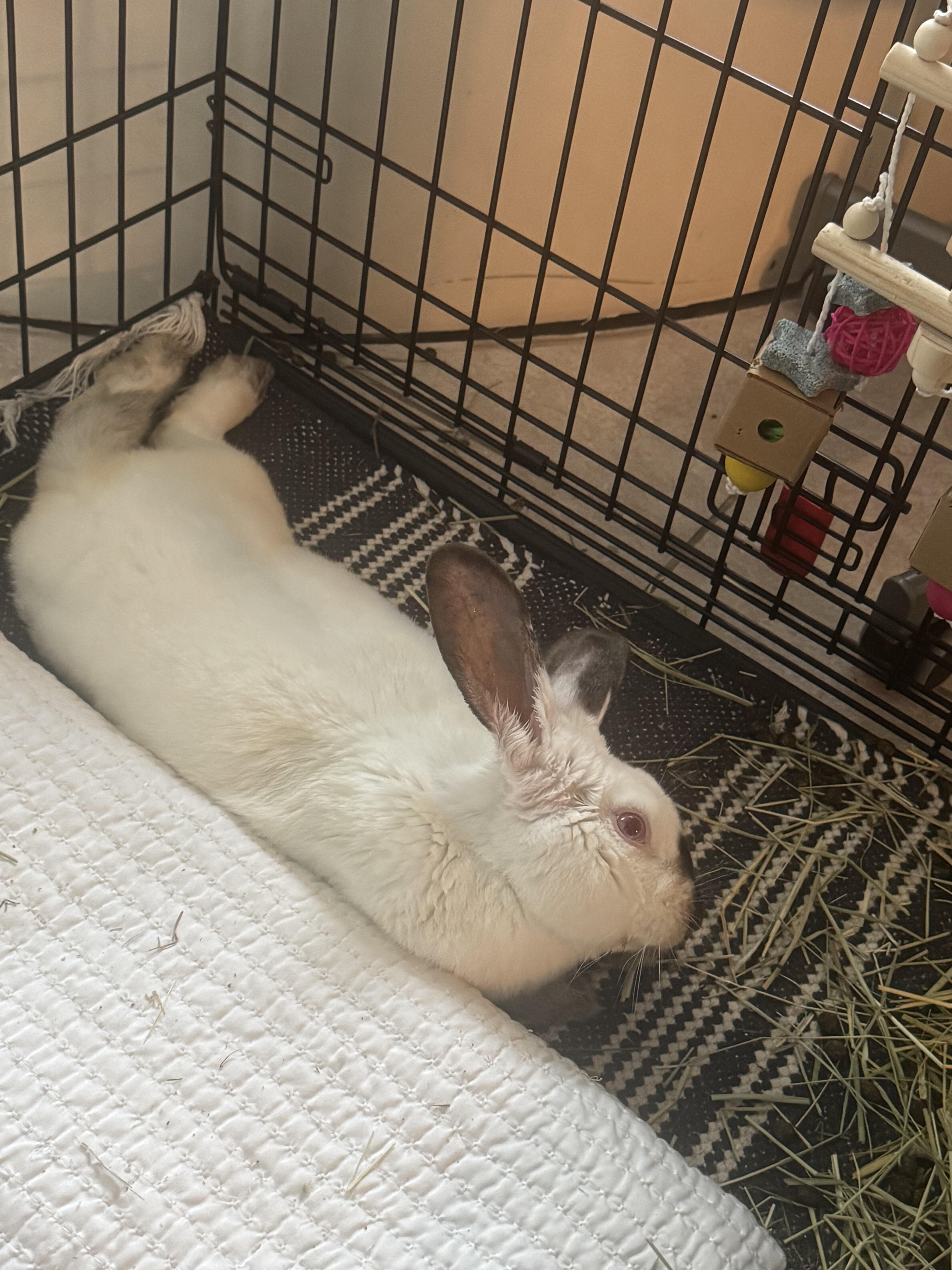 Bunny- Joy
