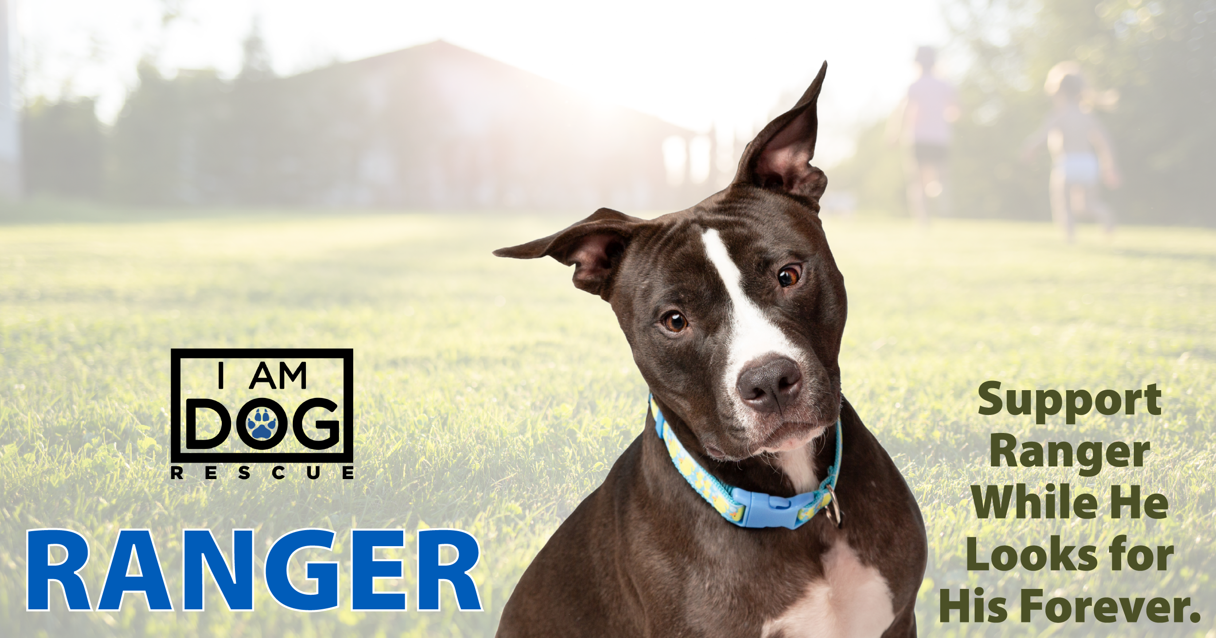 Donate for Ranger, a rescue dog in Cross Roads, Texas