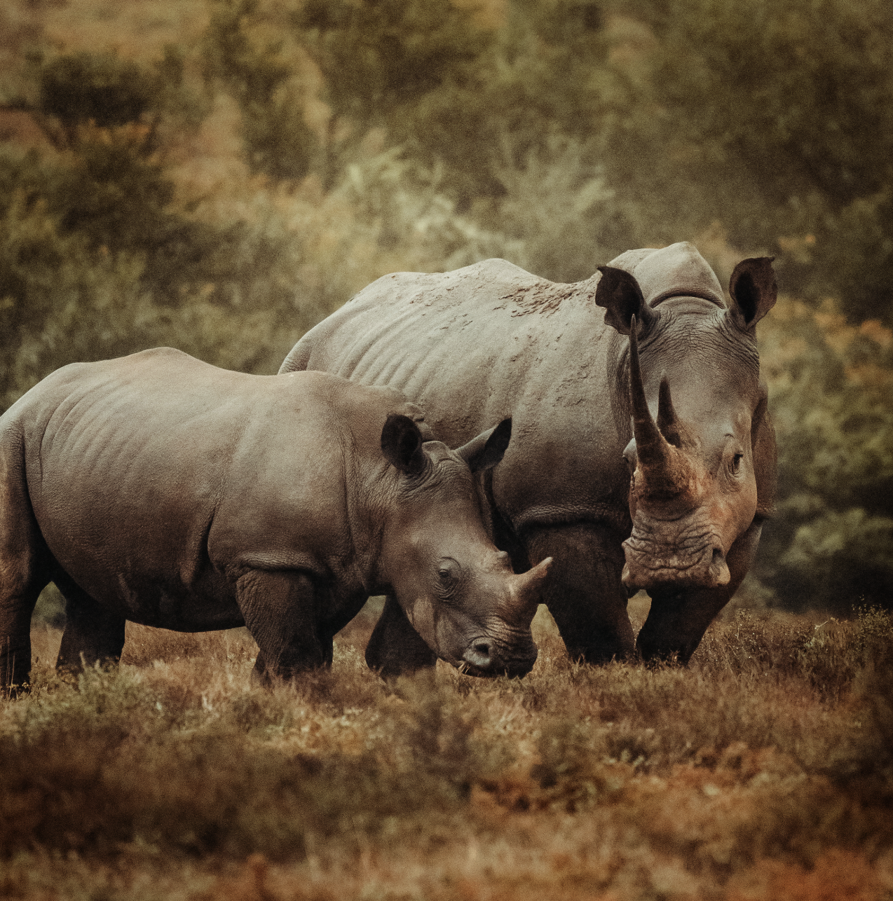 rhino conservation challenge | Global Conservation Force
