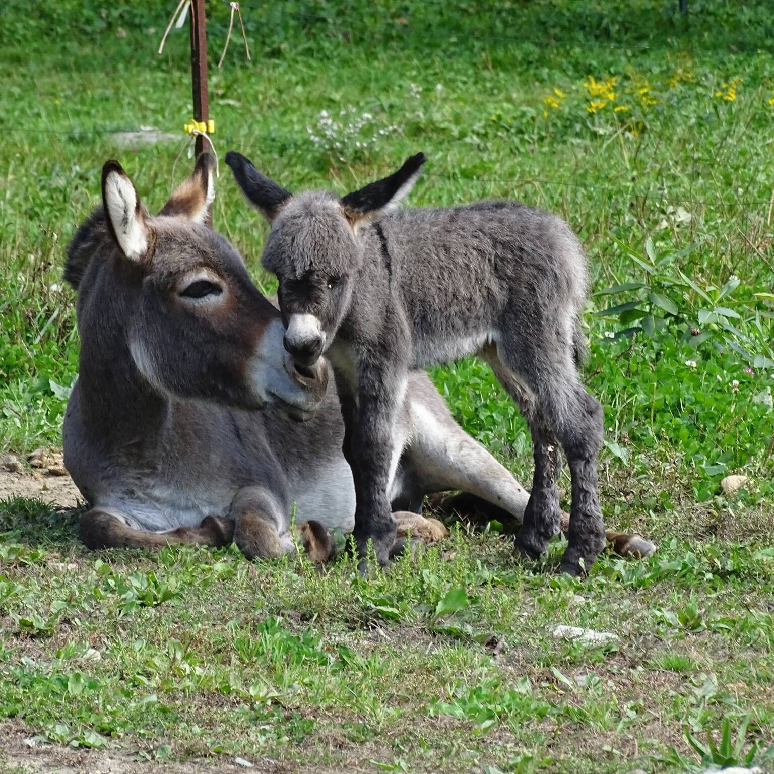 Save Your Ass Long Ear Rescue