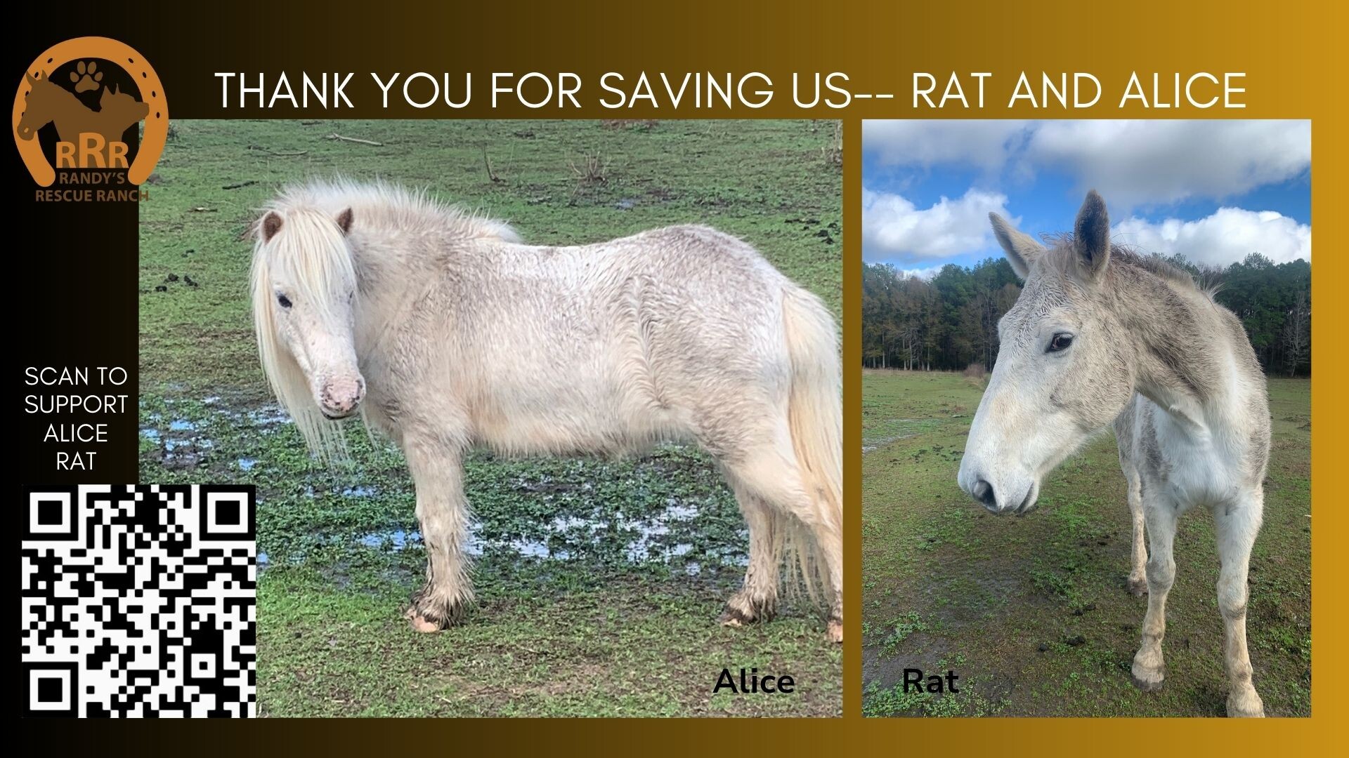 Support Rat & Alice