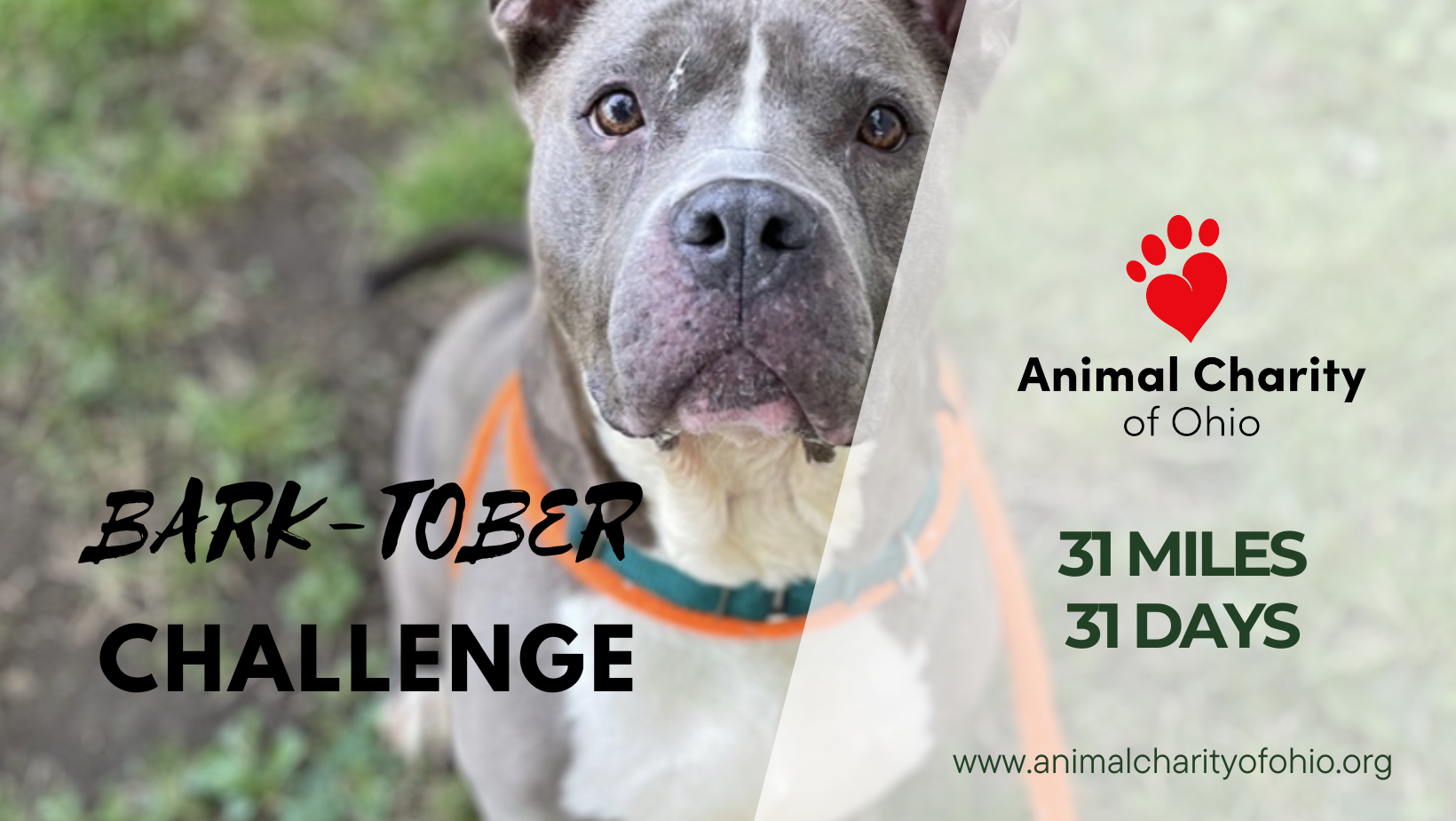 BARK-tober Challenge