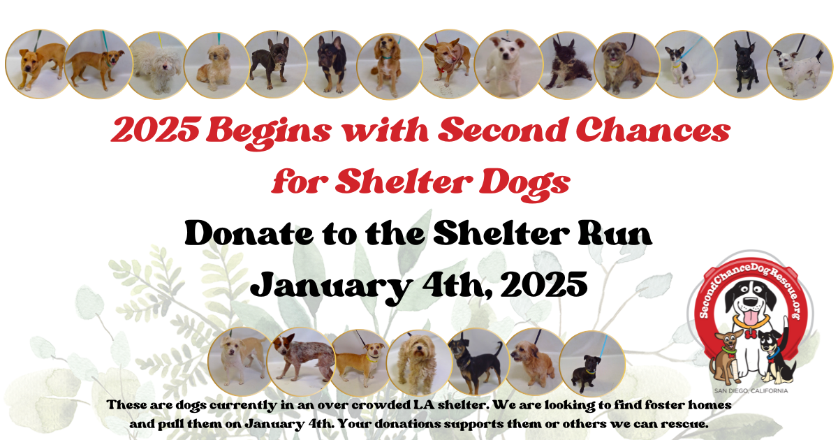 2025 Begins with Second Chances | Second Chance Dog Rescue, San Diego