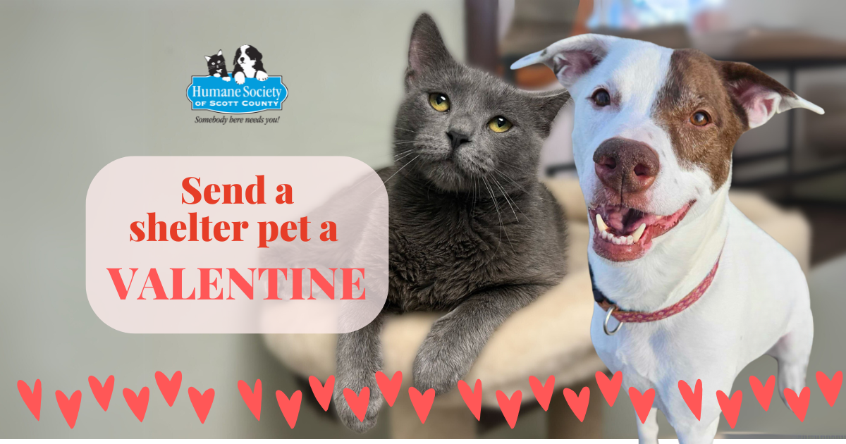 Send a Shelter Pet a Valentine