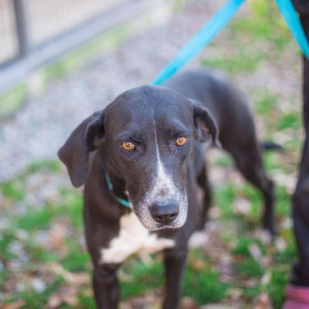 Bring them to DC, February 10th campaign! | City Dogs & City Kitties Rescue