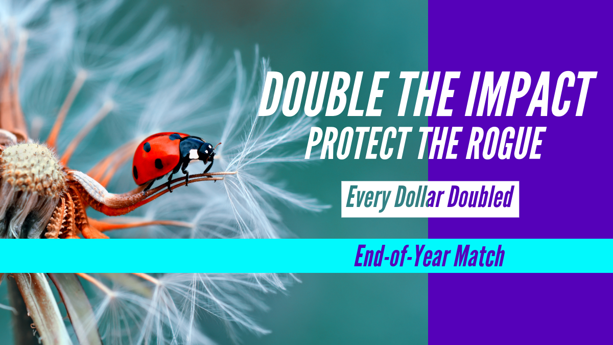 Double the Impact, Protect the Rogue