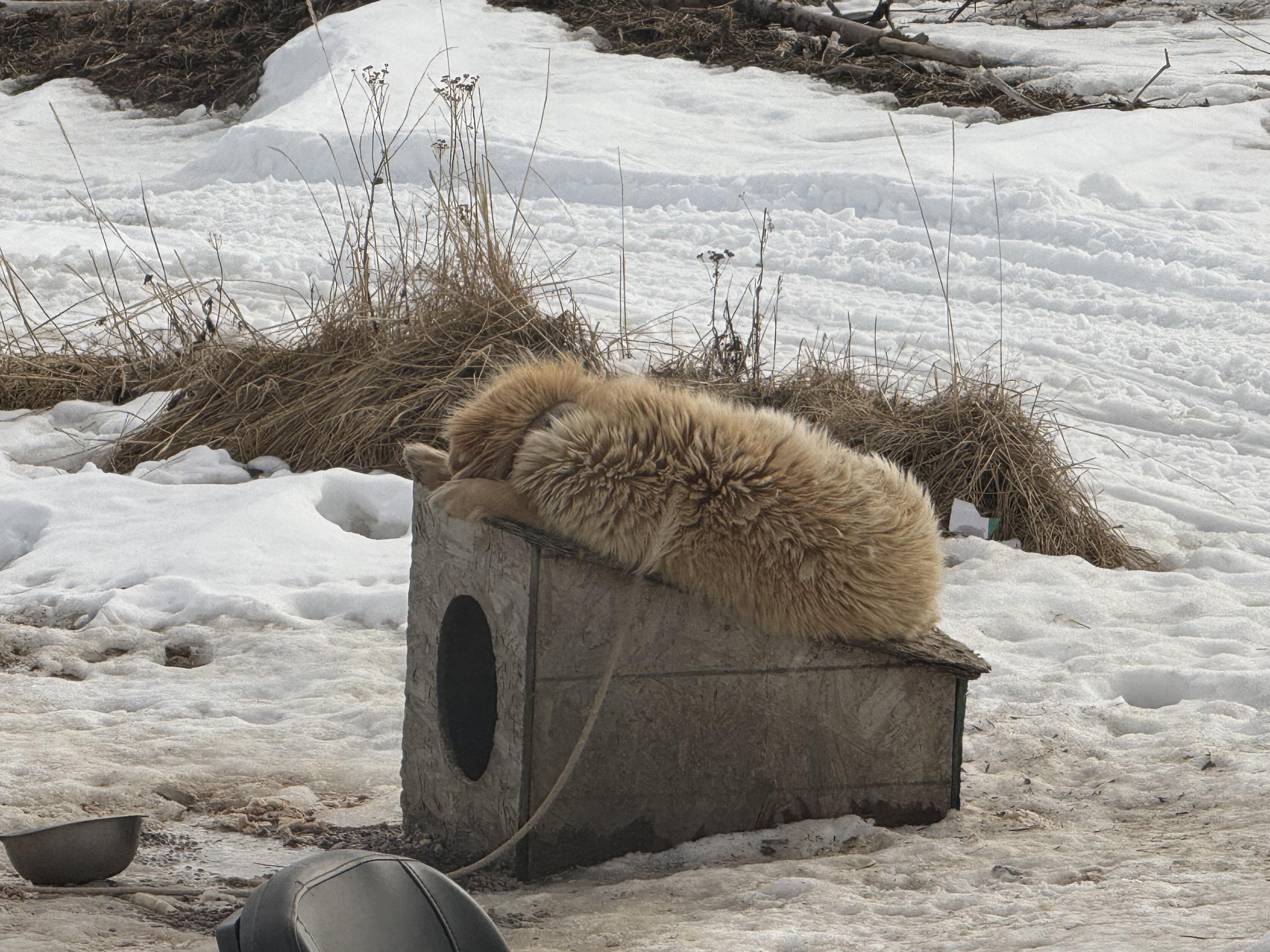 SPONSORS NEEDED FOR BUDDY $420