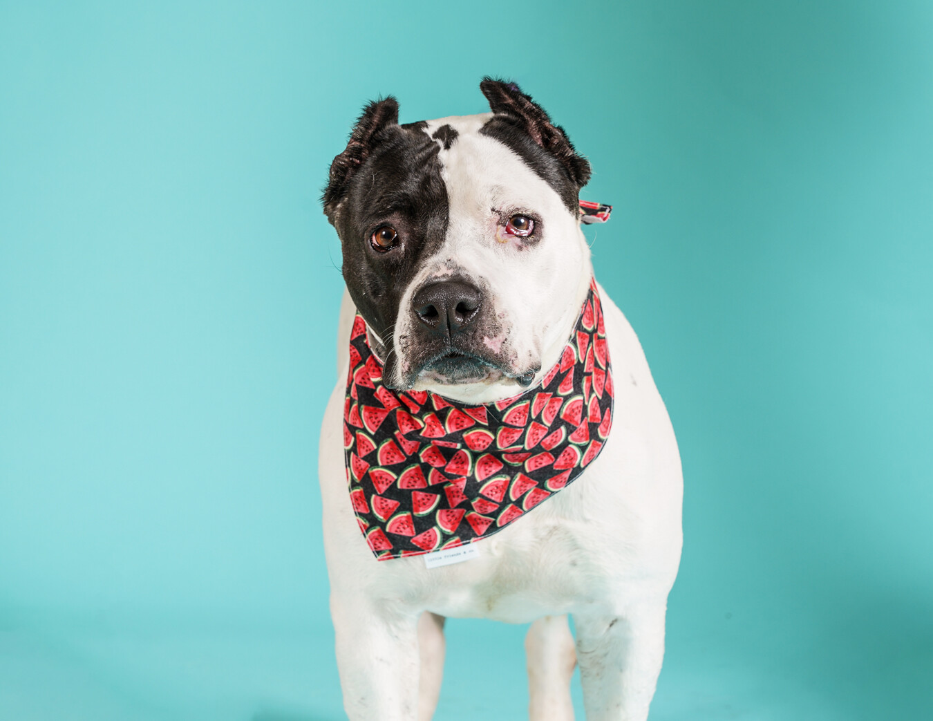 Help Rescue dog Luna get Healthy!