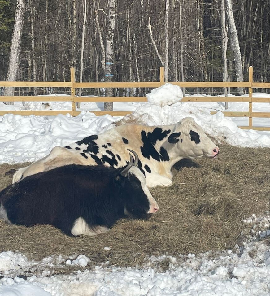 Udderly Good Cow Upgrades