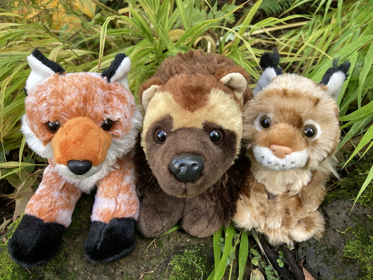 Cascades Carnivore Project Adopt a Critter