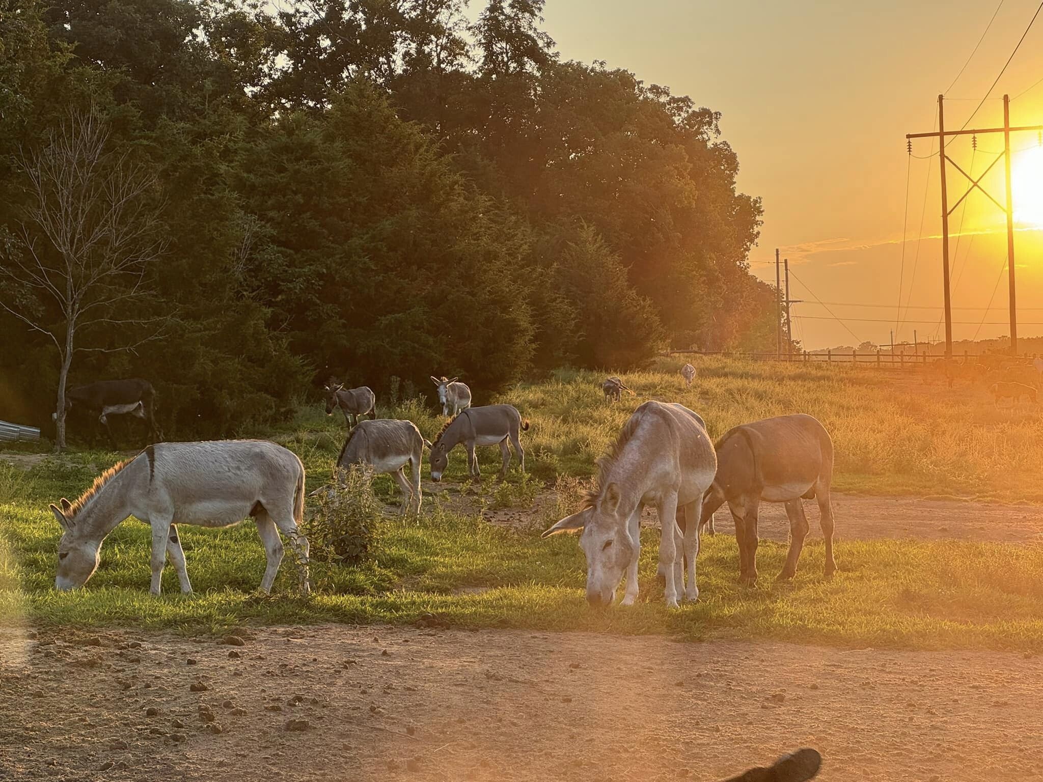 Support Donkeys in Need | Monthly Donations to Peaceful Pastures Donkey ...