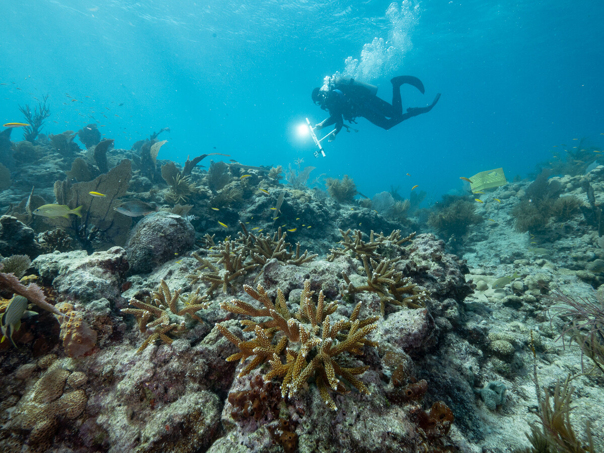 Reef Renewal USA Inc