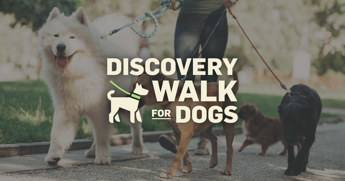 Discovery Walk for Dogs | ETHOS DISCOVERY
