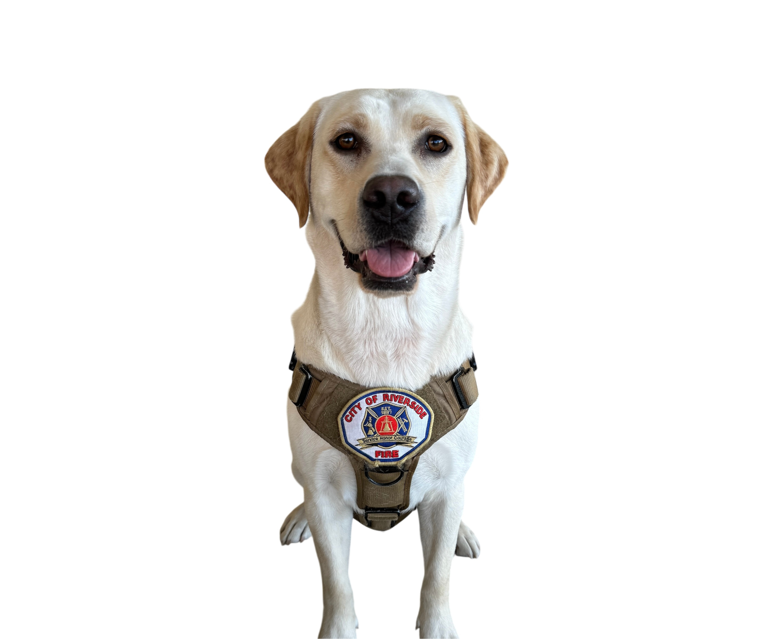 Support Odin and the Tim Strack Care Canine Fund