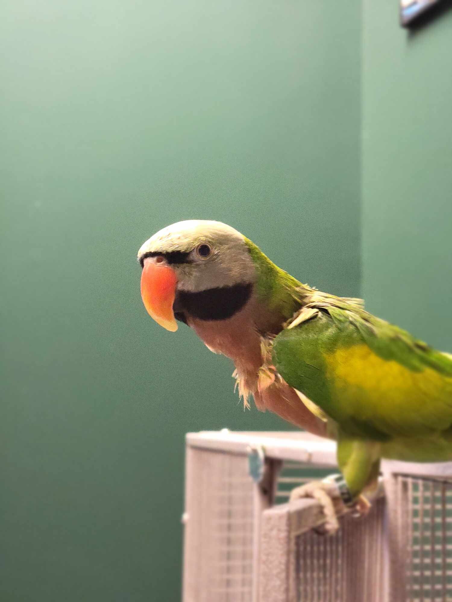 Zorro- Mustache Parakeet