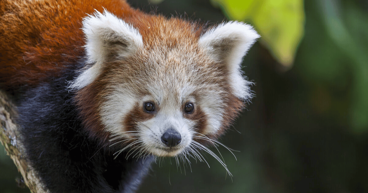 Restore and Protect a Red Panda Refuge